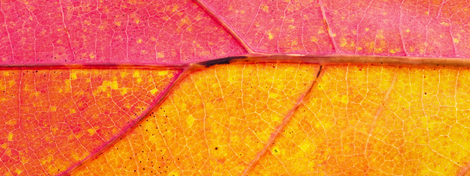 The value of taking a purposeful pause | Hymans Robertson