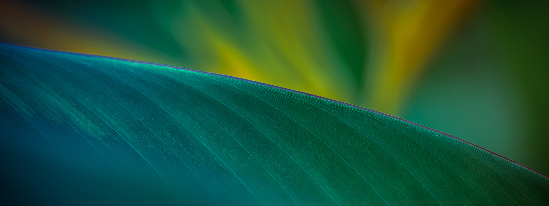 CDC: The pensions industry perspective | Hymans Robertson